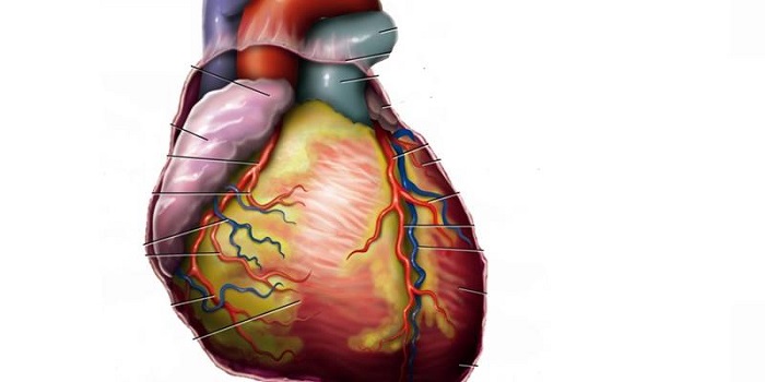 Atrial Fibrillation: Definition, Types, Symptoms, Diagnosis, Causes and ...