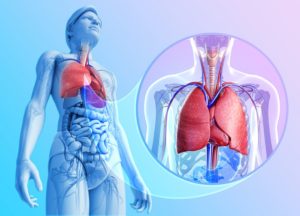 How is the Breathing Process: Physiology, Assisted and Internal - Scope ...