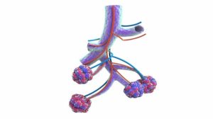 Bronchi: What are they? Location, Structure, Anatomy, Function ...