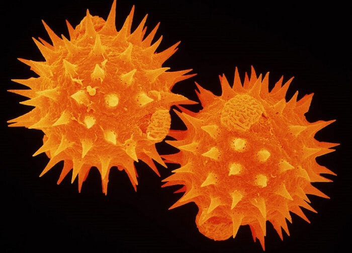 Cefazolin: What is it? Presentation, Side Effects, Interactions ...