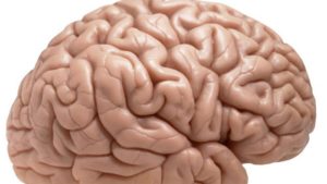 Cerebral parenchyma: What is it? - Scope Heal