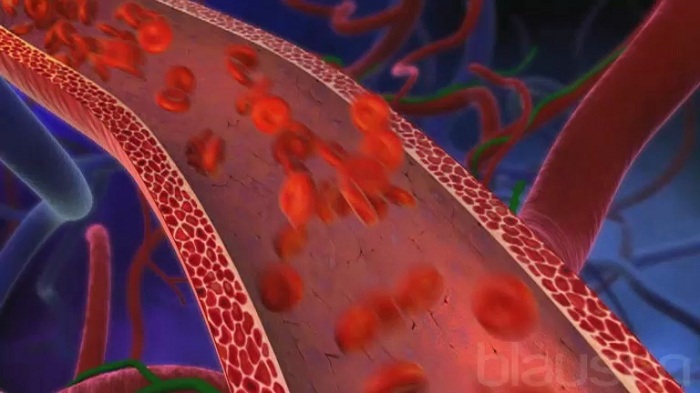 Composition of the Blood: Cells, Plasma, Values and Function - Scope Heal