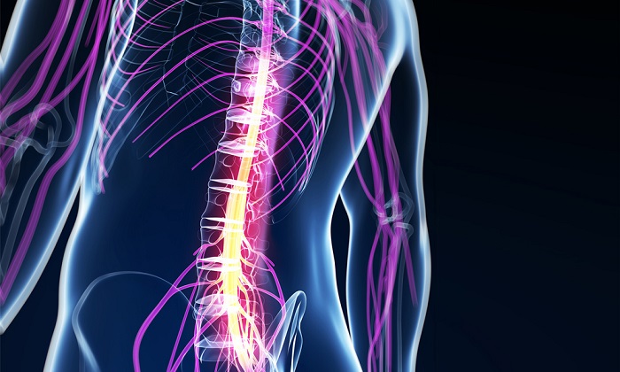 Spinal Cord: Description, Functions, Structure, Injuries and ...