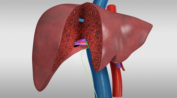 Hepatic Segments: What are they? Anatomy, Function, Falciform Ligament ...