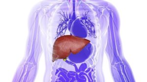 Hepatocytes: Definition, Structure, Micro Anatomy, Functions and ...