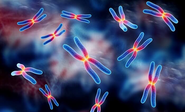 Human Genetics: What is it? Chromosomes, Fertilization, Immunogenetics ...