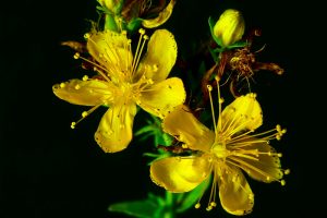 Hypericum: Description, General Use, Clinical Studies, Preparations ...