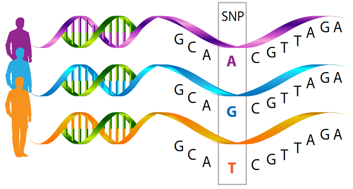 Nucleotide: Definition, Parts, Types and Functions - Scope Heal