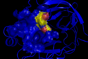 Pepsin - What It Serves: Function and Structure of this Proteolytic ...