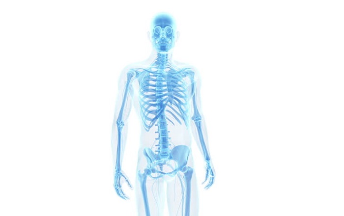 Anatomy of the Peripheral Nervous System: Functions, Development ...