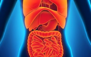 What is Peritoneum and Its Function: Anatomy, Divisions and ...