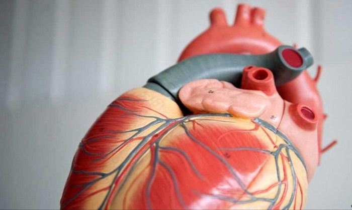 Portal Vein: Definition, Function, Associated Diseases, Anatomy ...