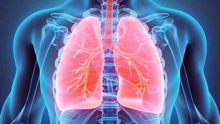 Pulmonary Parenchyma: Definition and Anatomy, Types, Symptoms, Causes ...