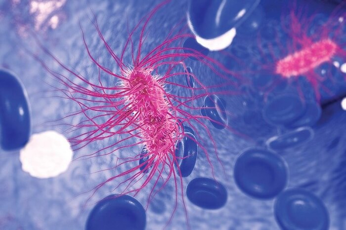 Actinobacteria: What are they? Types, Terrestrial Environment, Aquatic ...