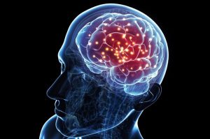 Encephalon: What is it? Importance, Functions and Anatomy - Scope Heal