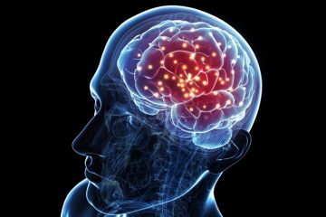 Encephalon: What is it? Importance, Functions and Anatomy - Scope Heal