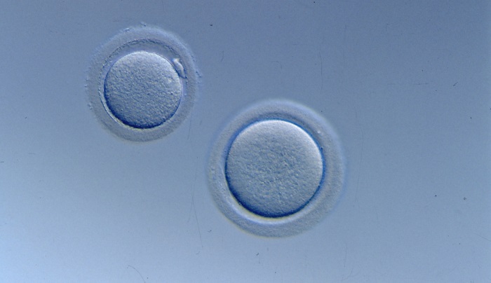 Oocyte: Function, Oogenesis, Structure, Fertility and Abnormalities ...