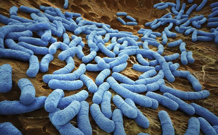 Bacterial Diseases: What are they? Symptoms, Causes, Risk Factors ...