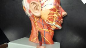Cervical Plexus: Definition, Components, Spinal Nerves, Function and ...