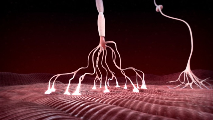 Motor Plate: Definition, Parts, Synapses and Diseases That Affect The ...