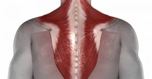 Trapeze: Anatomy, Location, Structure, Function, Movements, Exercises ...