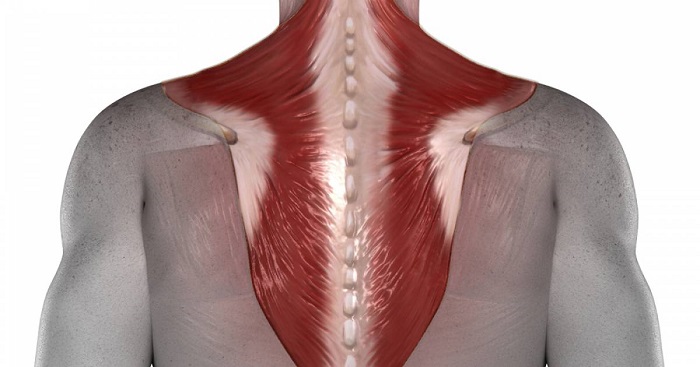 Trapeze: Anatomy, Location, Structure, Function, Movements, Exercises ...