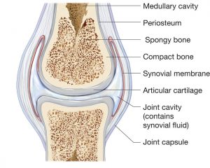 What is the Synovial Membrane: Functions, Synovial Fluid and Problems ...