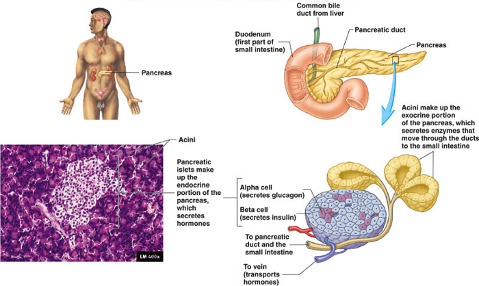 Mixed Glands: Definition, Function and Classification of These Organs ...